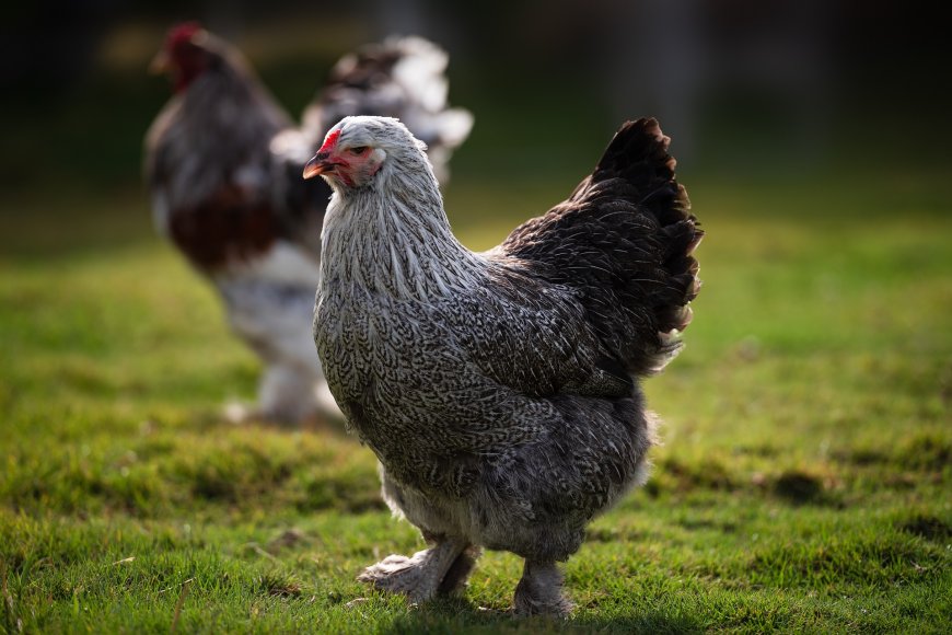 8 of the Largest Chicken Breeds: Gentle Giants of the Poultry World ...